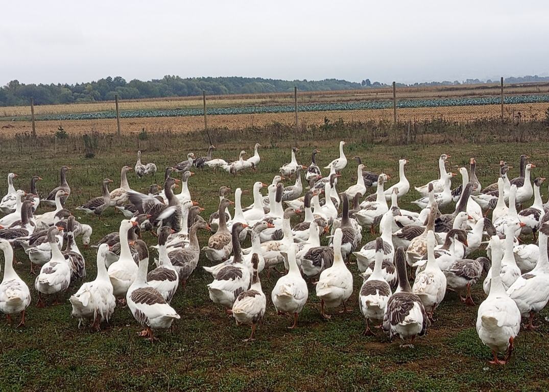 Domaće guske - obrađene ili žive