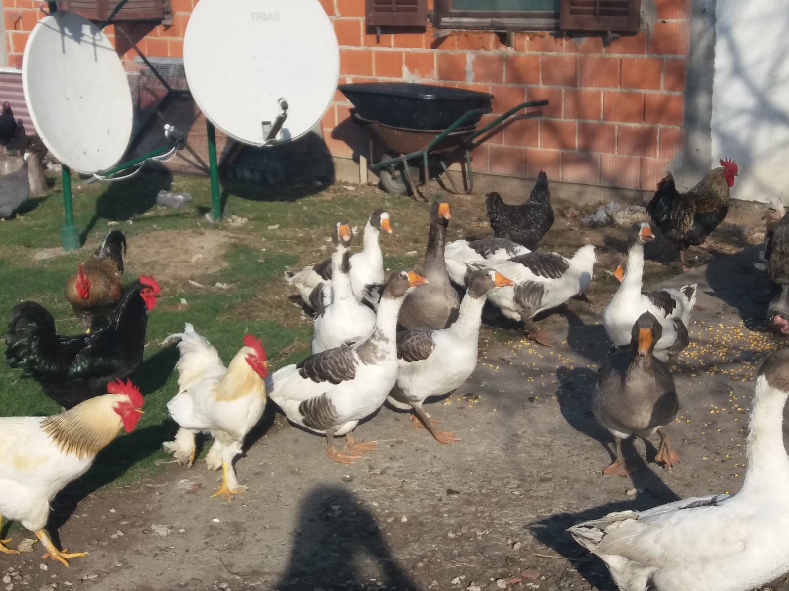 Domaće guske i pijetlove