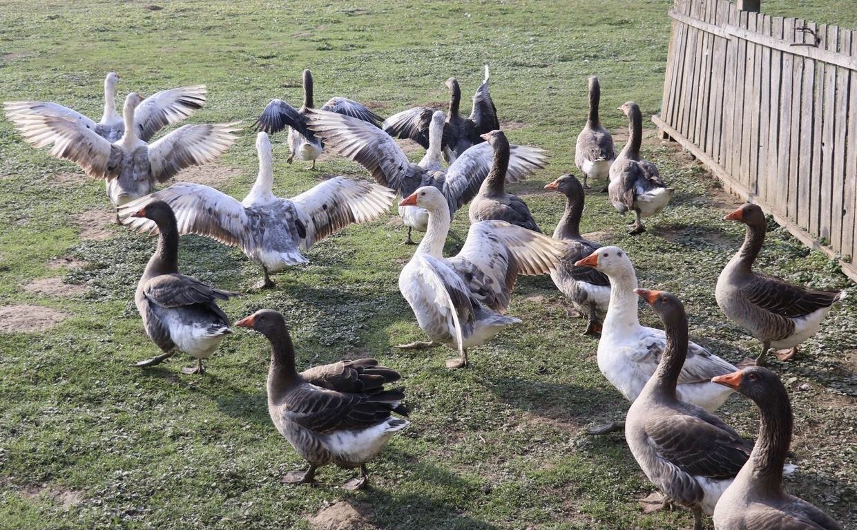 Domaće guske