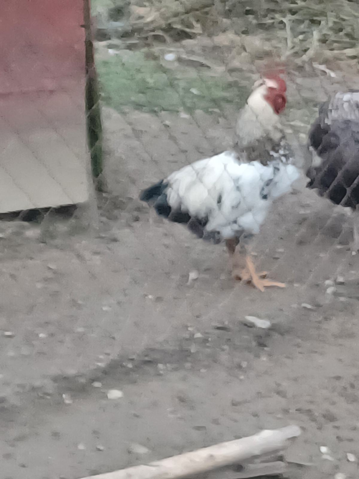 Domače kokoši kokoti patke japanke