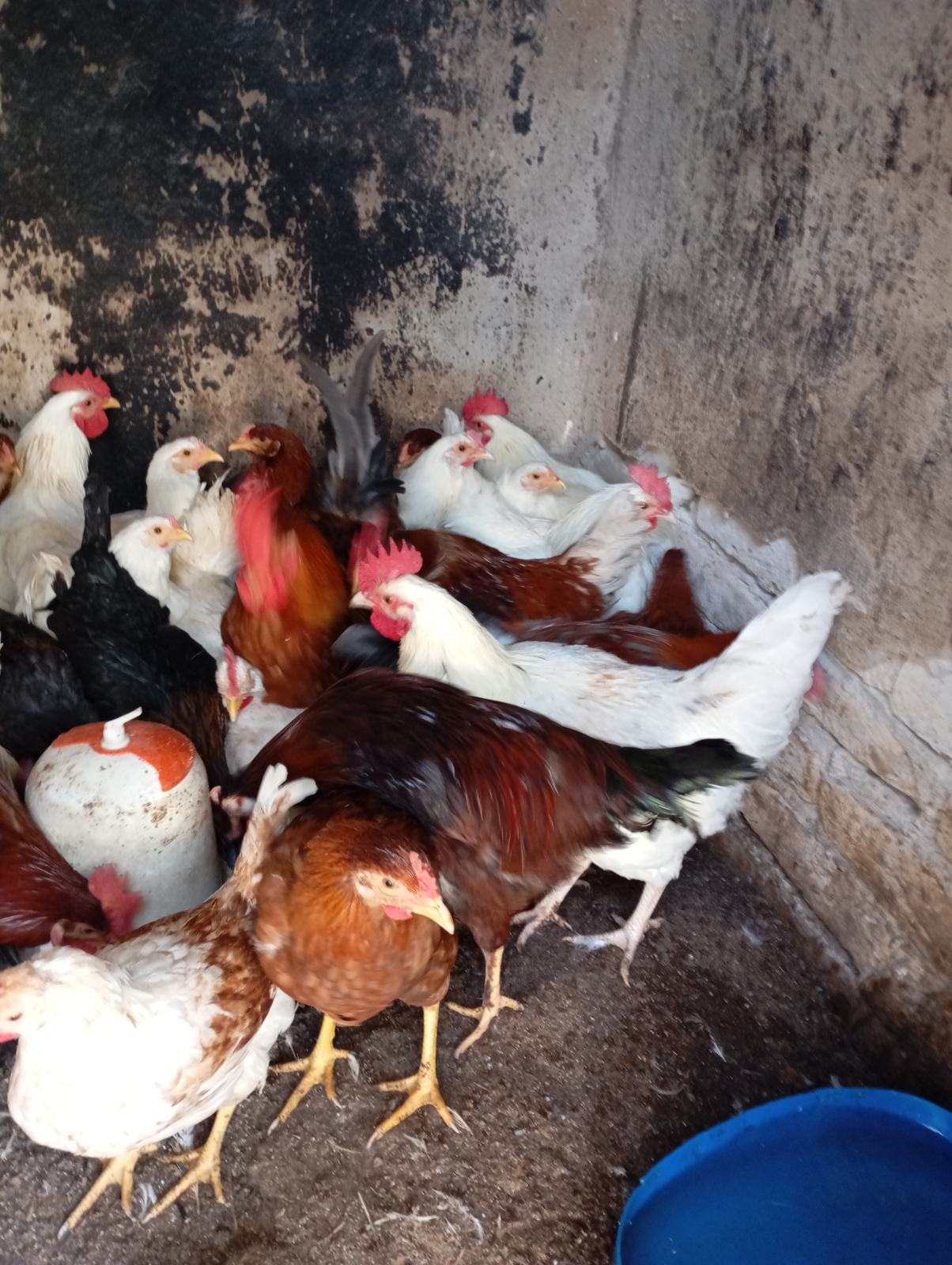 Domaće kokoši i kokoti