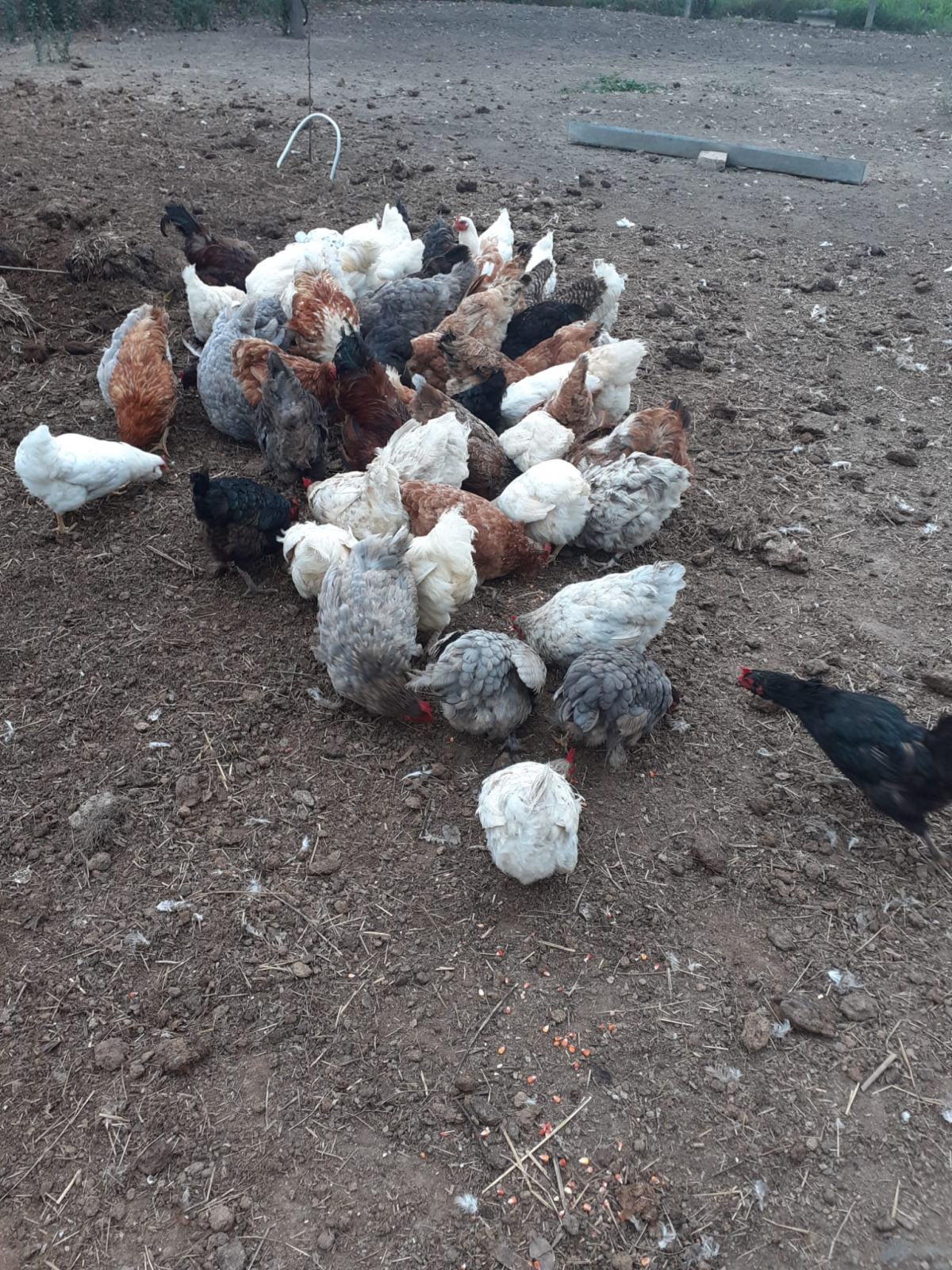 Domaće kokoši i kokoti