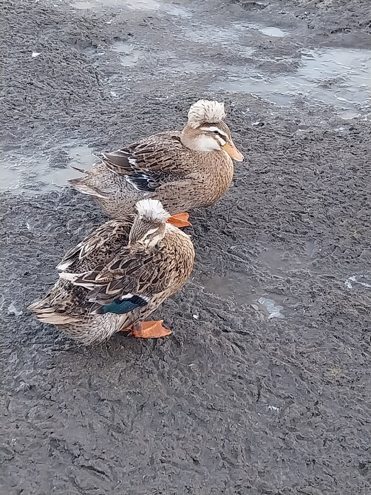 Domaće kukmaste patke