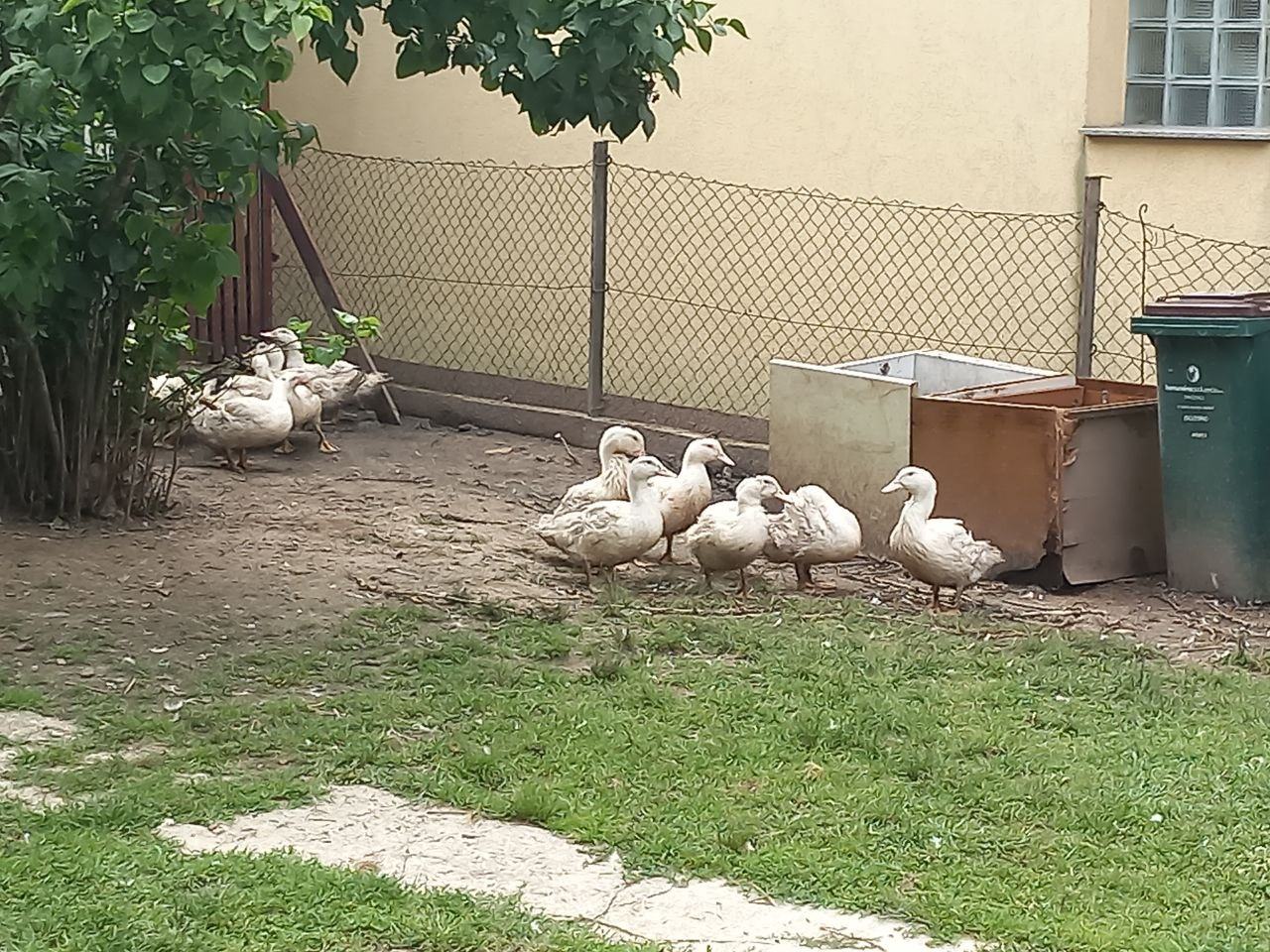 Domace patke, domace race