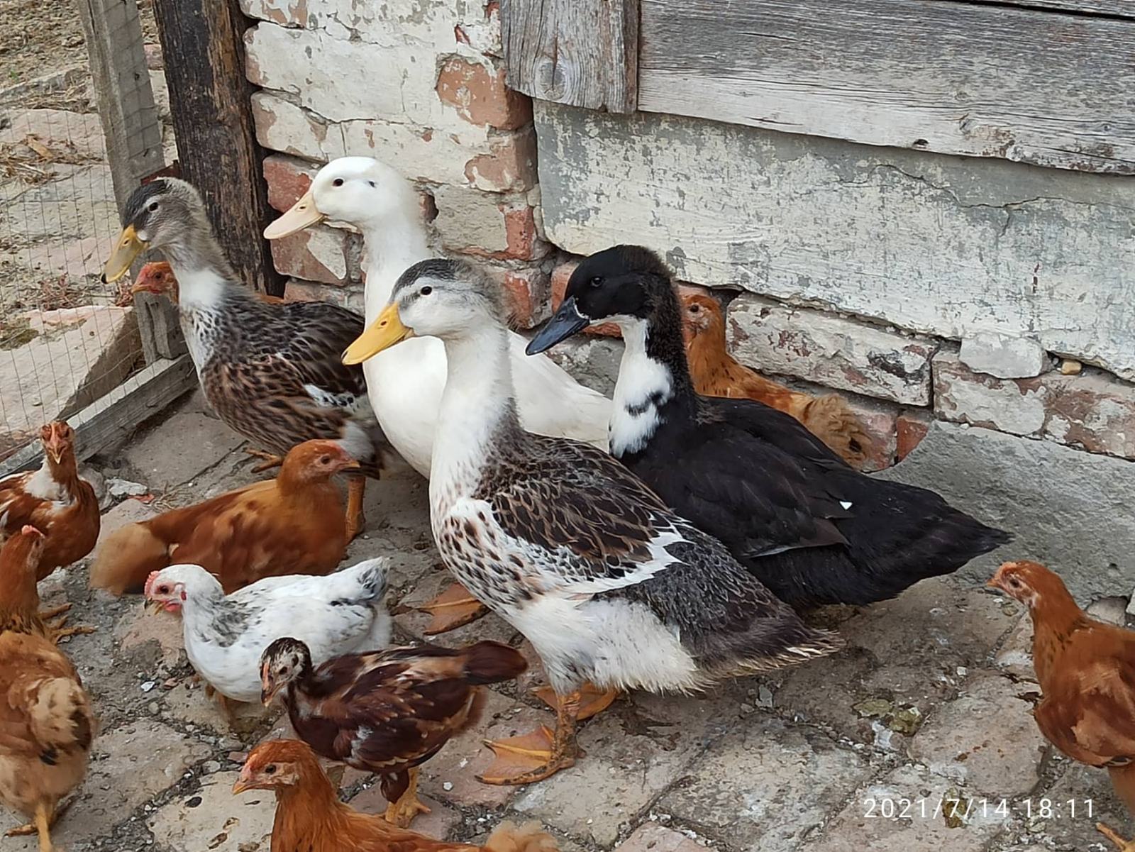 Domaće Patke