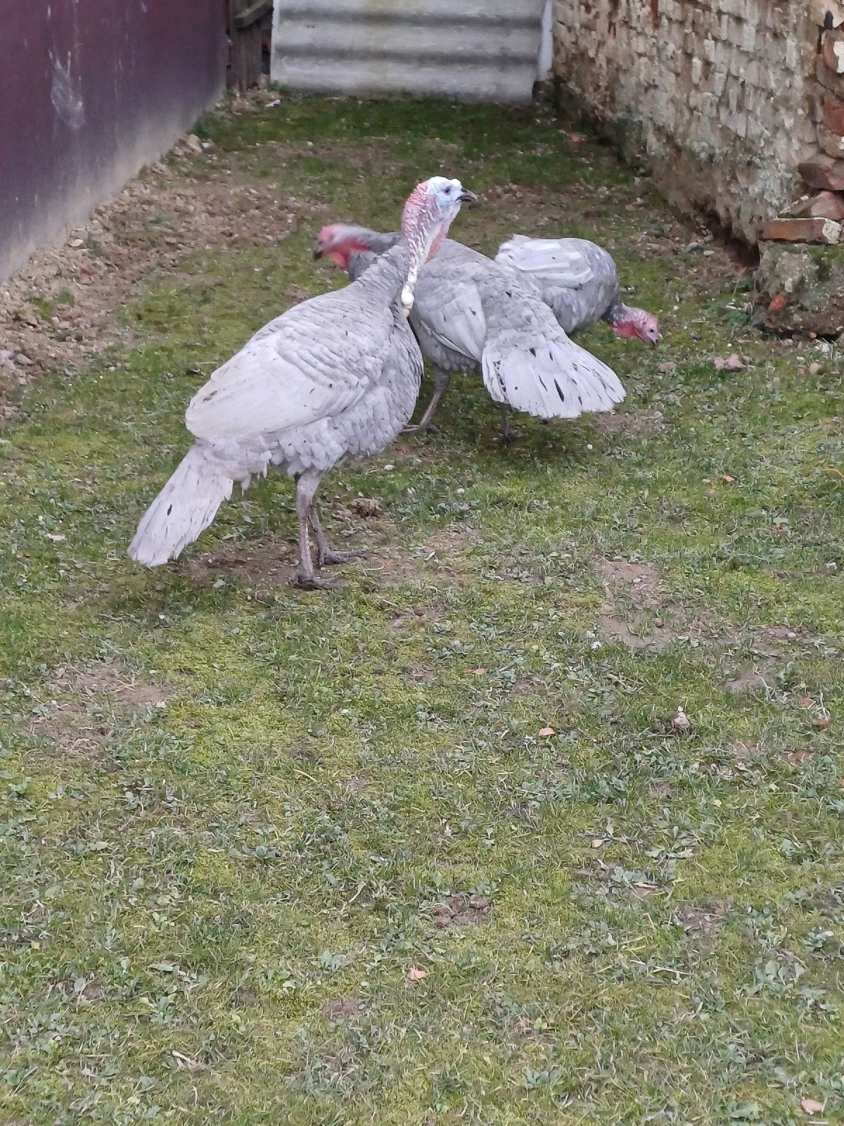 Domaće purice