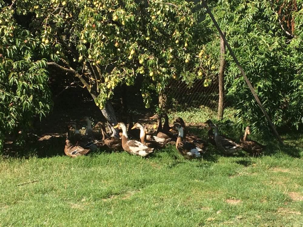 Domace sarene patke velike