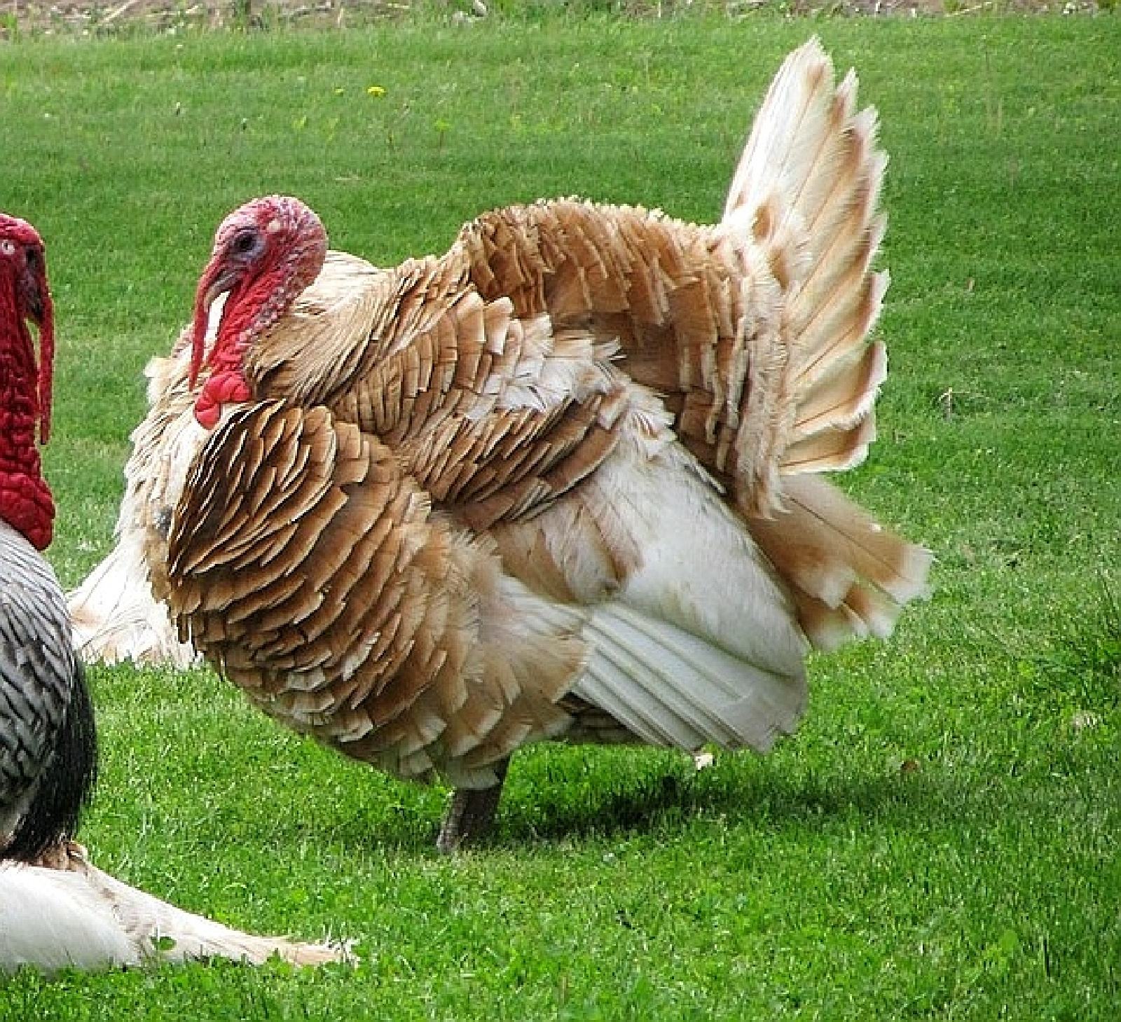 Domaće zagorske purice, purići, pure