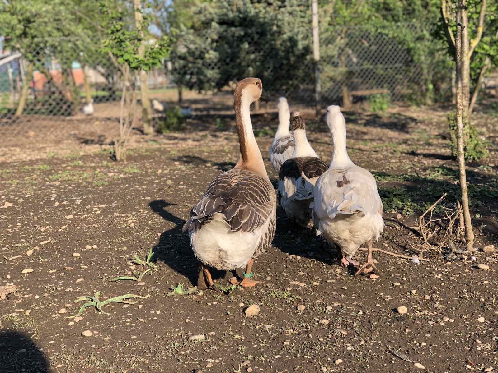 Domaći guščići (dravska i labudasta guska)