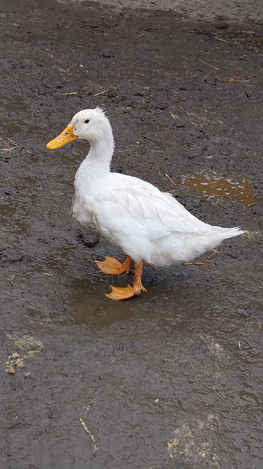 Domaći kukmasti patkovi