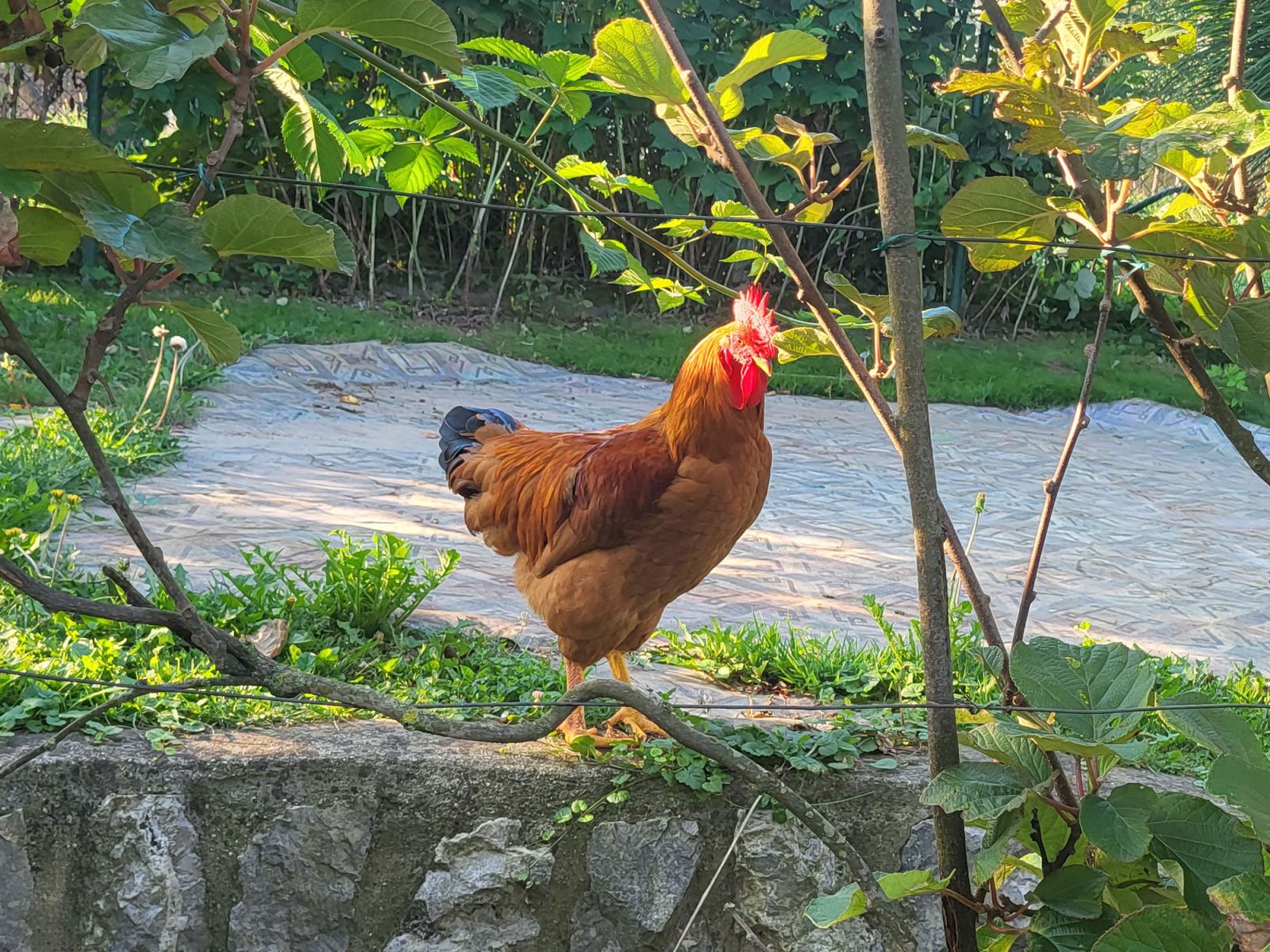 Domaći pjetlići / kokoti
