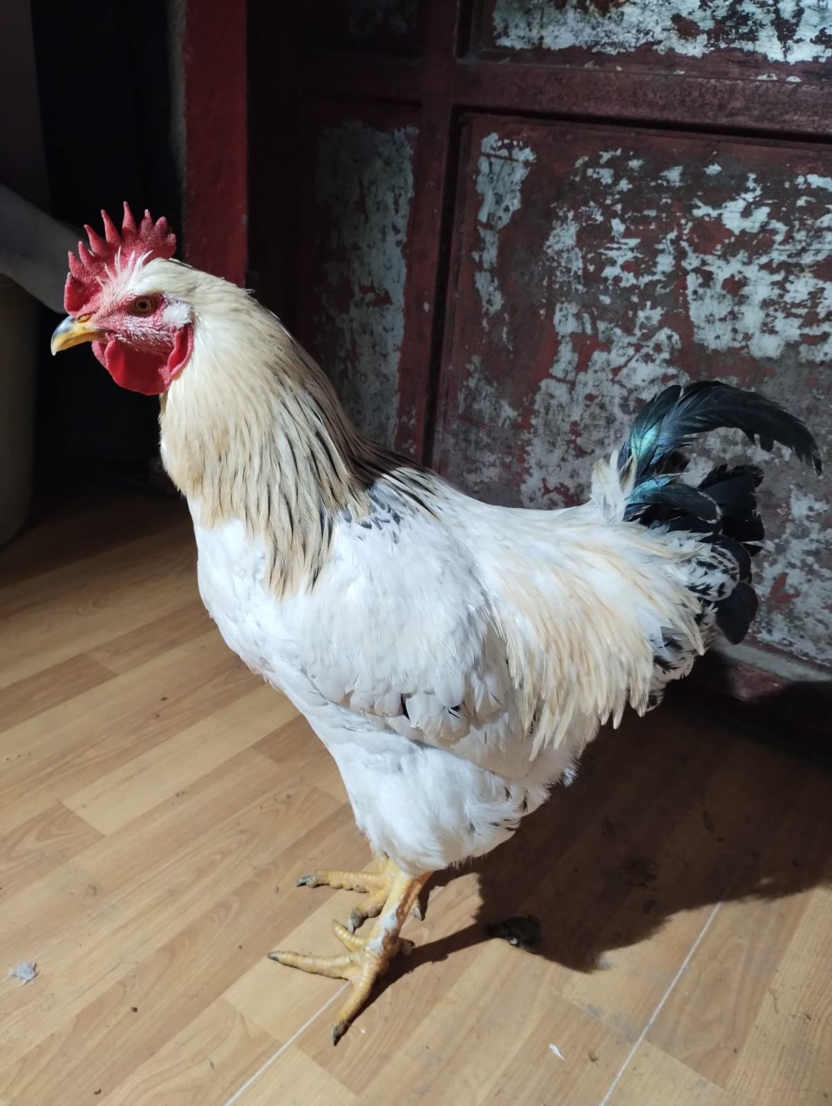 Domaći pjevci, kokoti