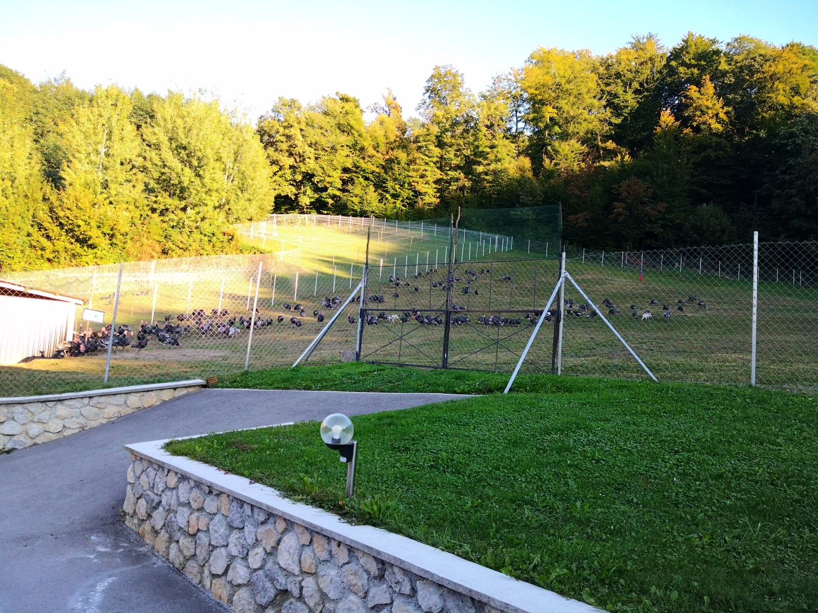 Domaći purani i purice - zagorski