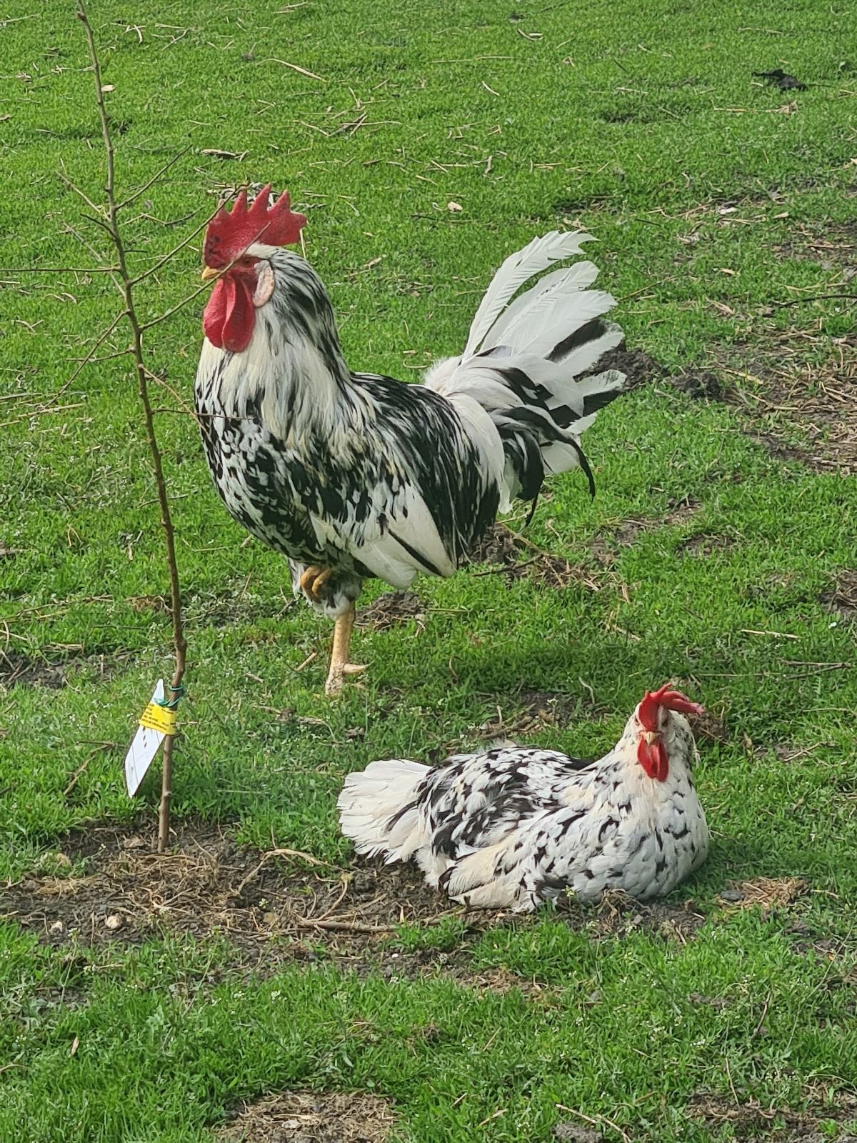 Exchequer leghorn