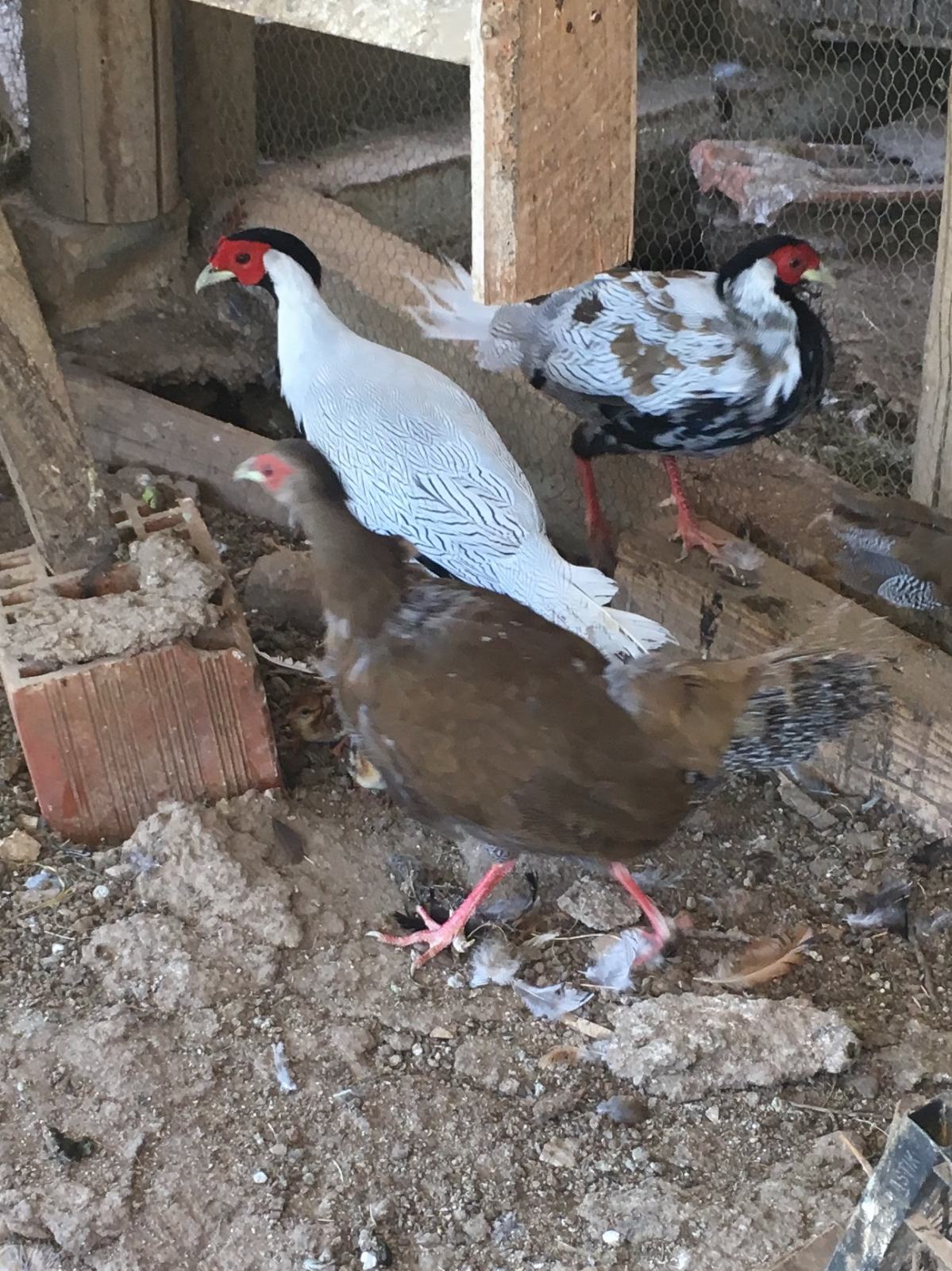 Fazani srebrni ženke