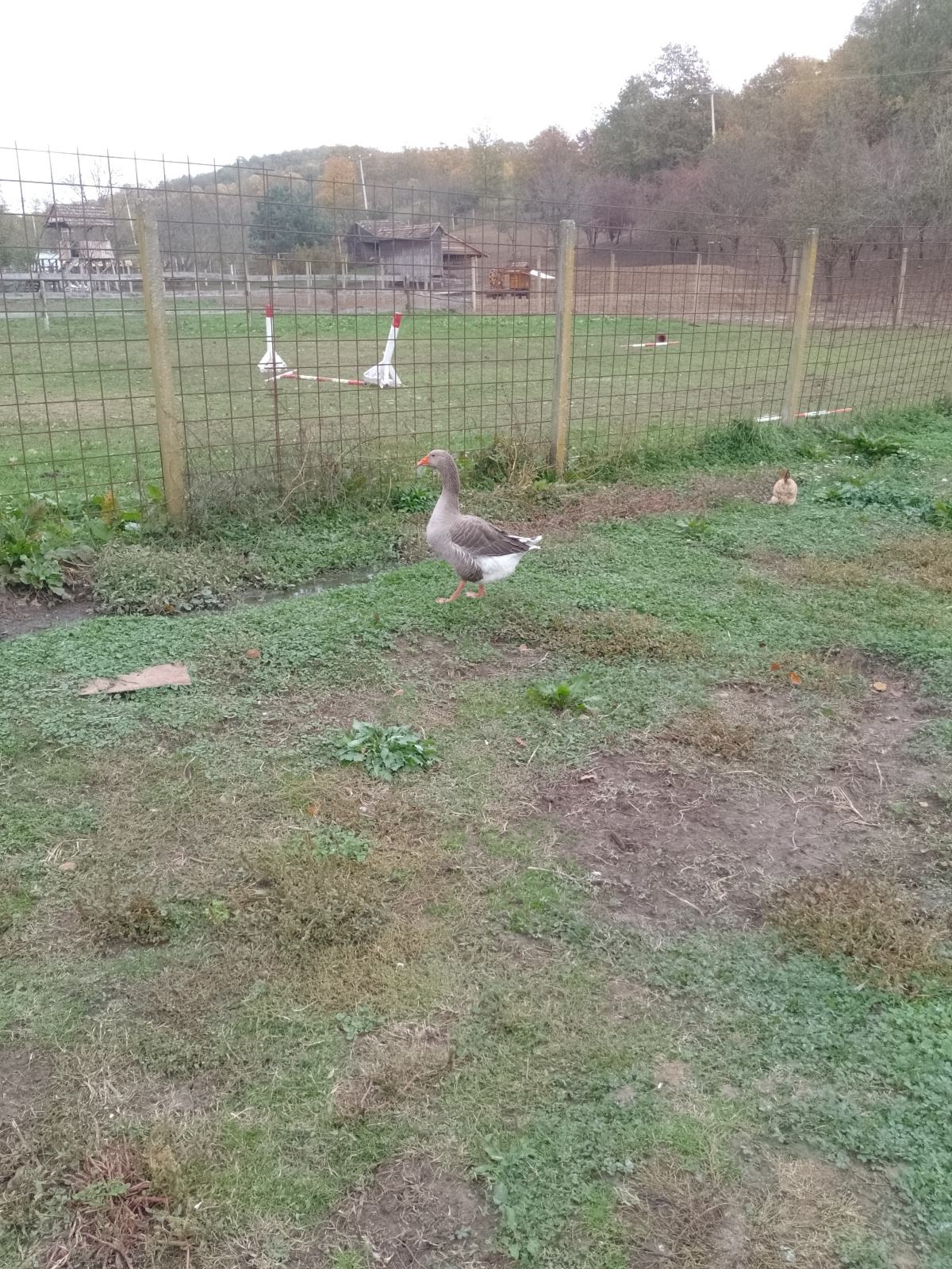 Gusak za prodaju
