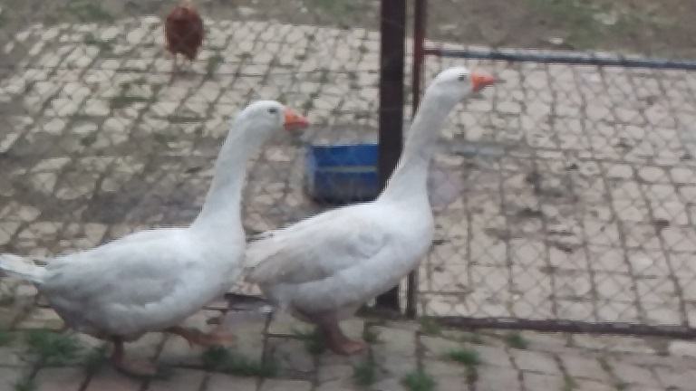 gusan guske moguca dostava