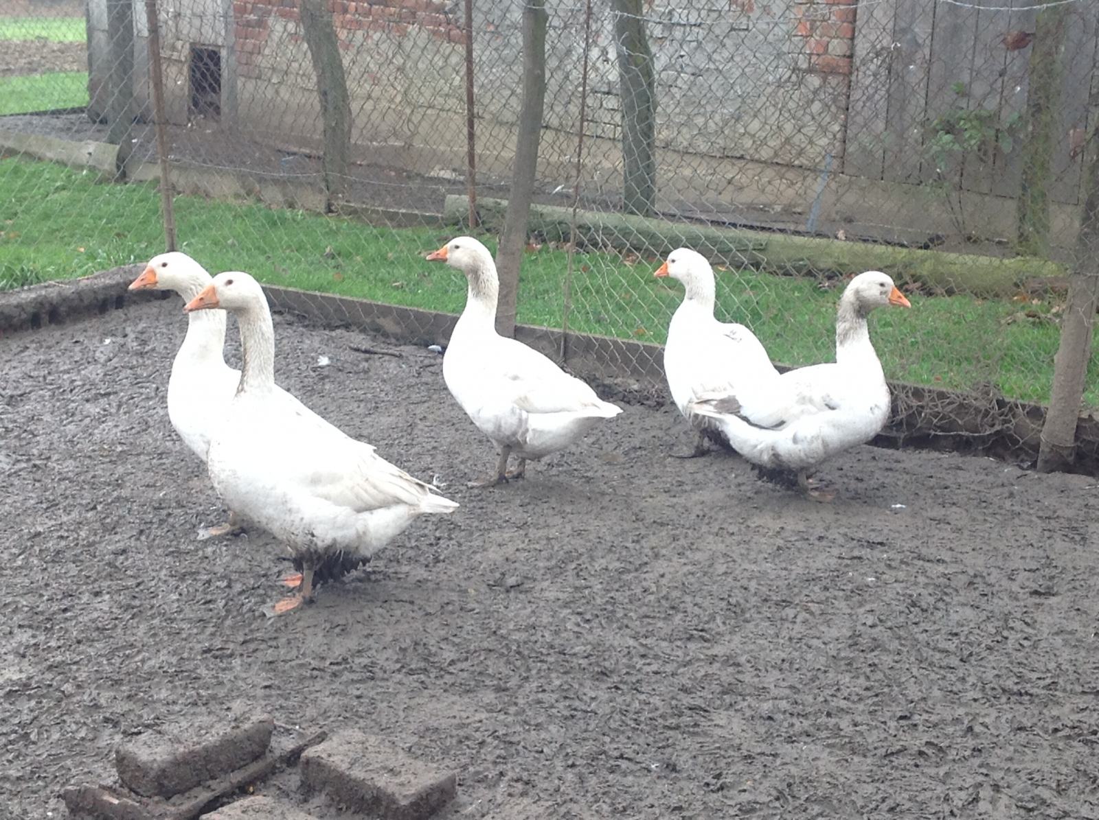 Gusan i guske,prodaja. Velika Pisanica