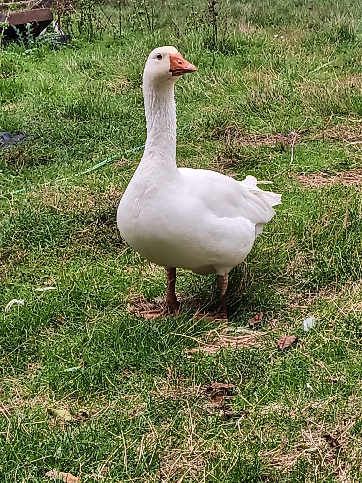 guska i gusak prodajem ili mijenjam