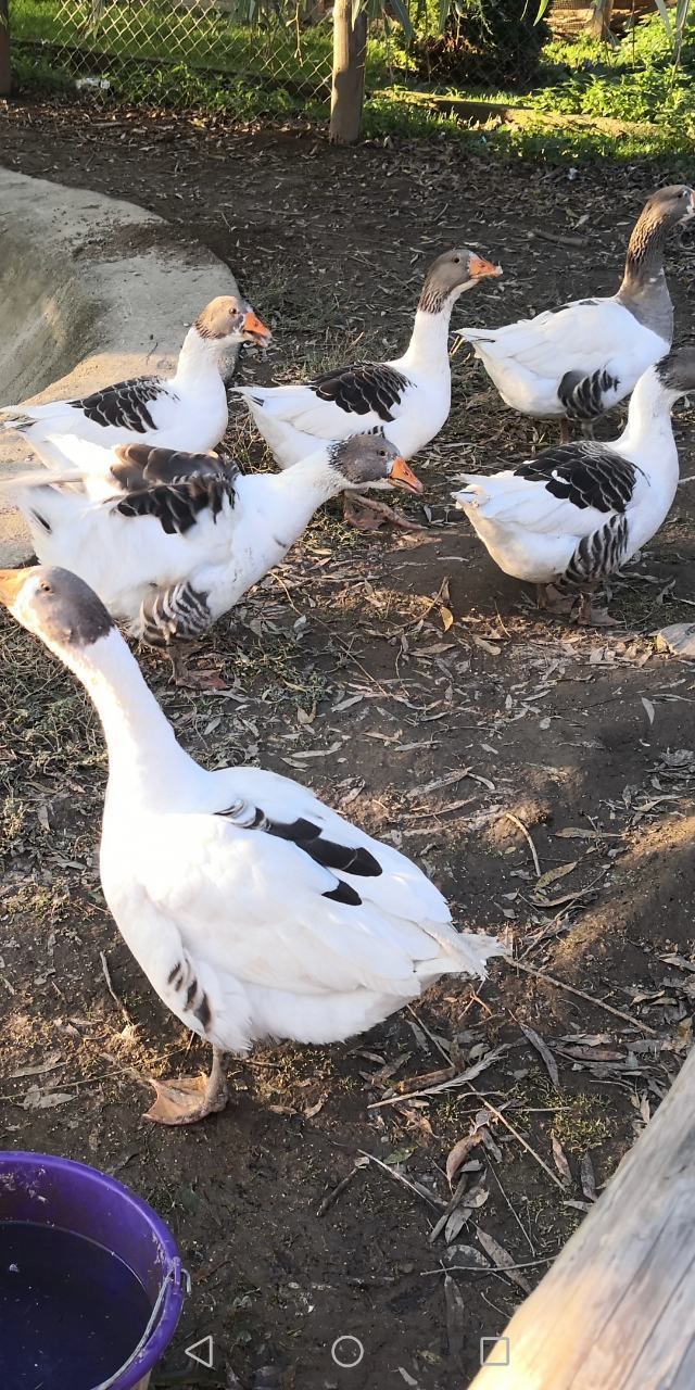 Guska+Gusan...samo 240kn par najpovoljnije