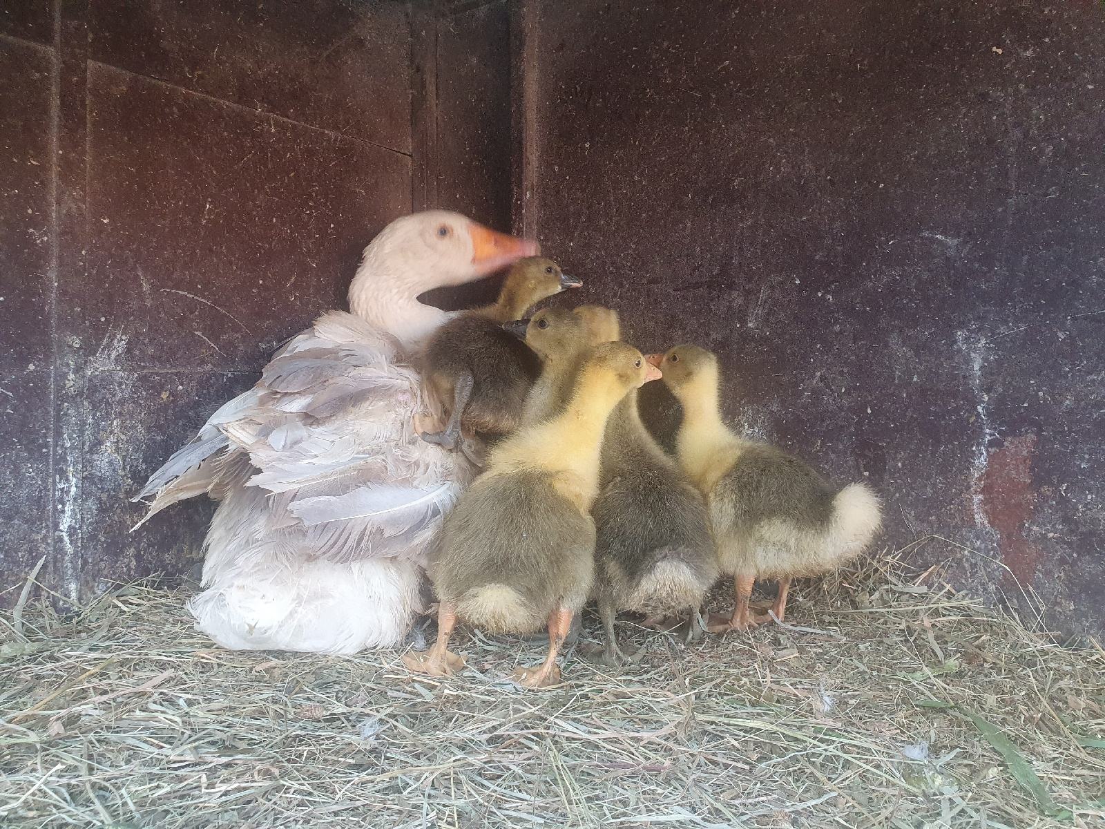 Guska s malim guščićima