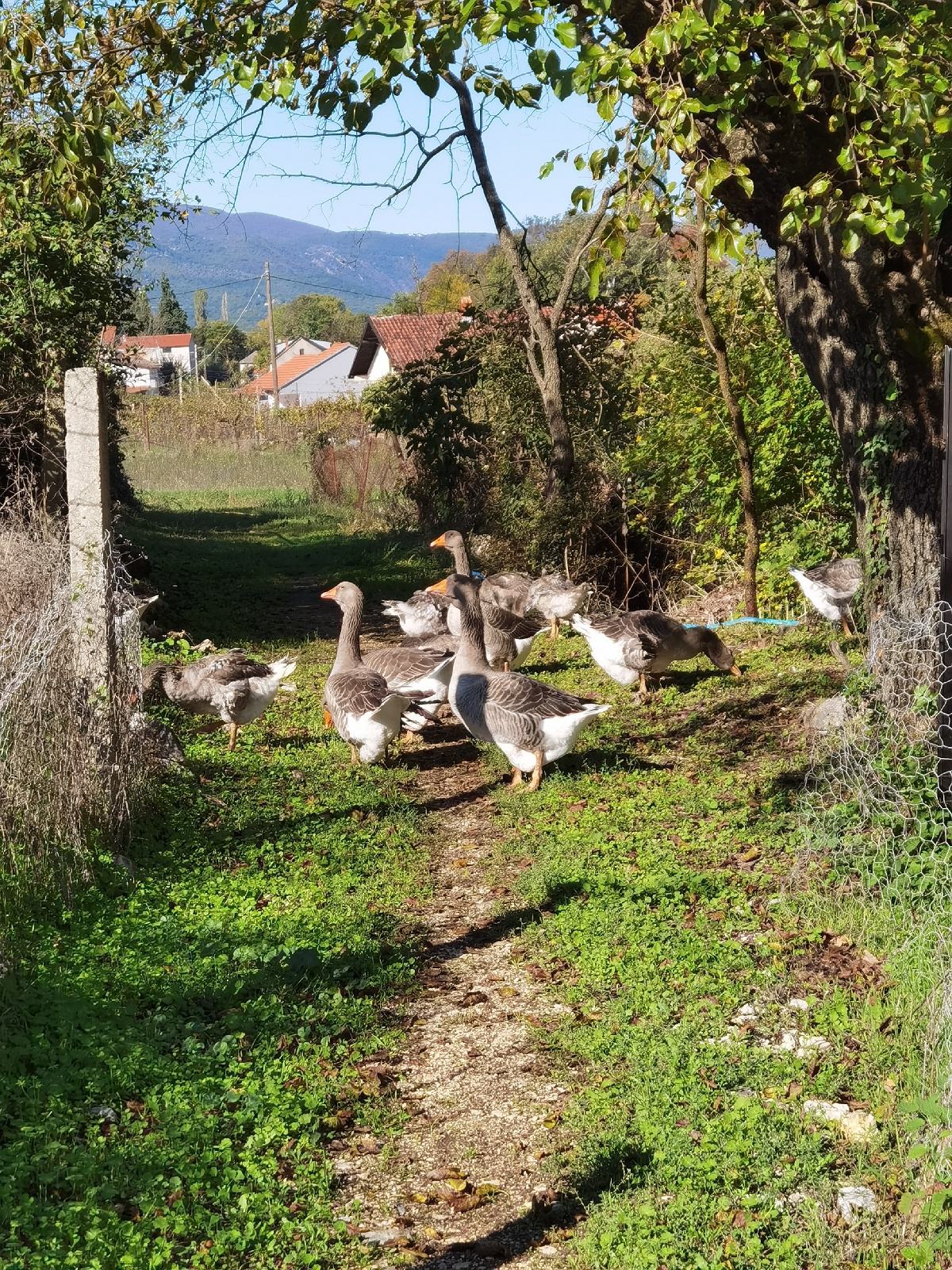 guske i tuke...8e kg žive vage