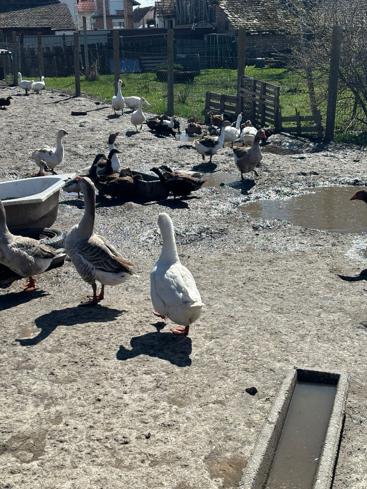 GUSKE I JAJA ZA NASAD