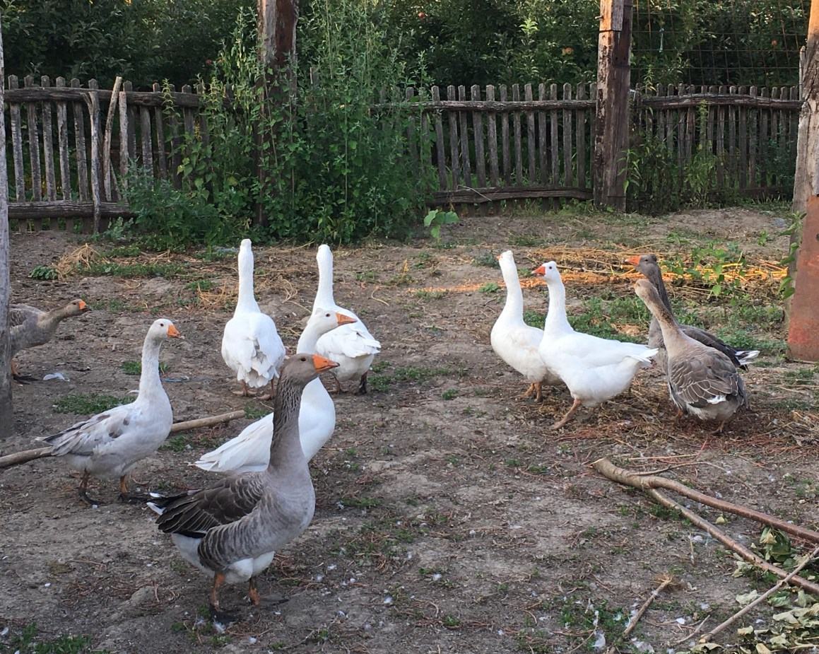 Guske Labudaste i jaja na prodaju.