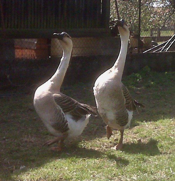 Guske labudaste
