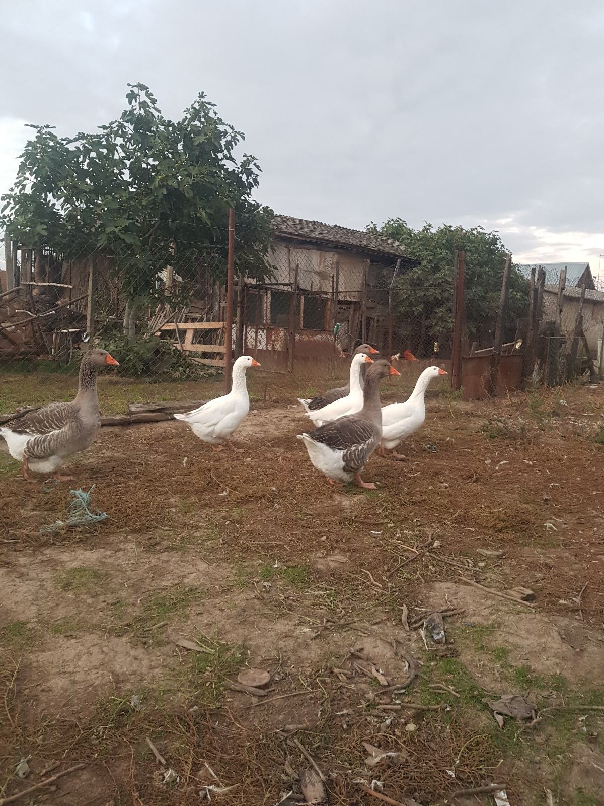 Guske - mađarski kolos