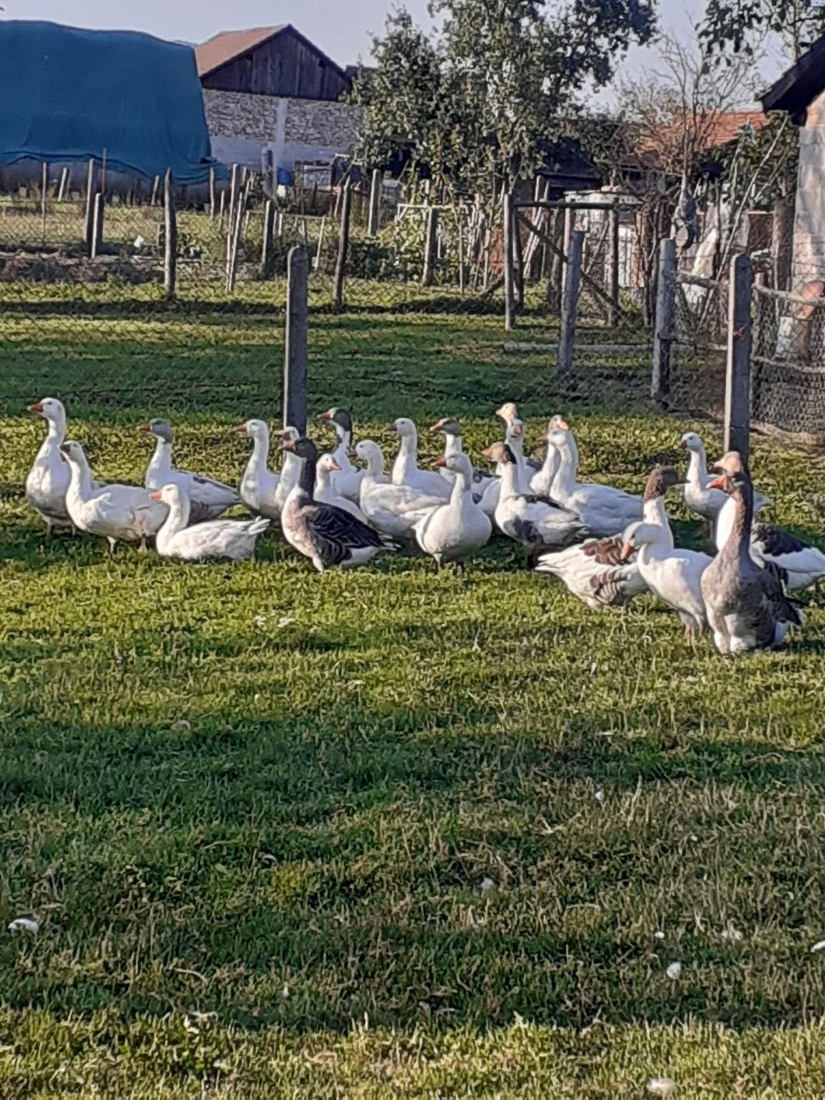 Guske mlade prodajem!