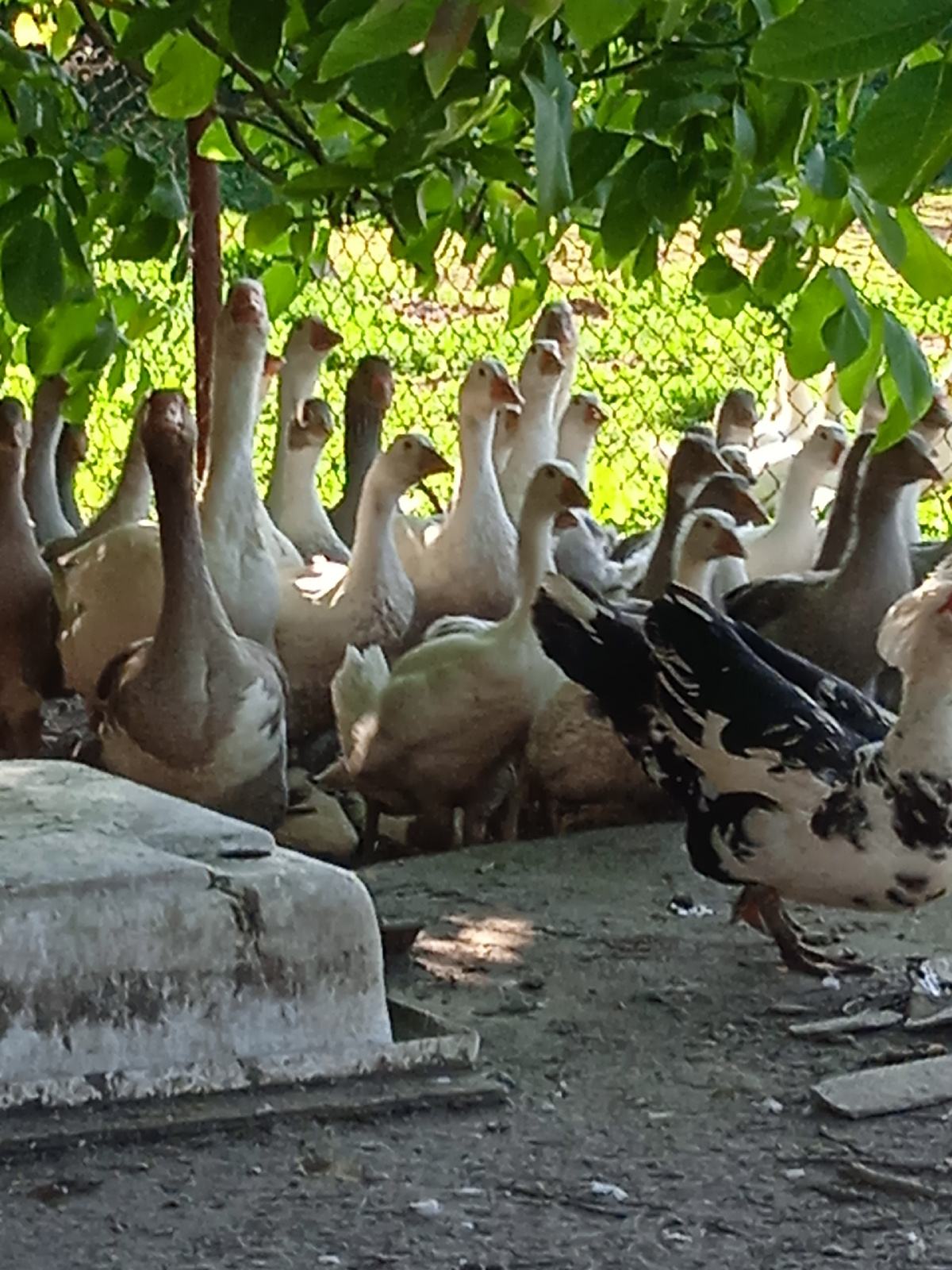 guske ( mlade i stare)