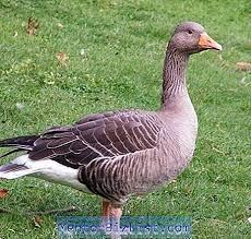 GUSKE LABUDASTE (1M +1 Ž) PRODAJEM