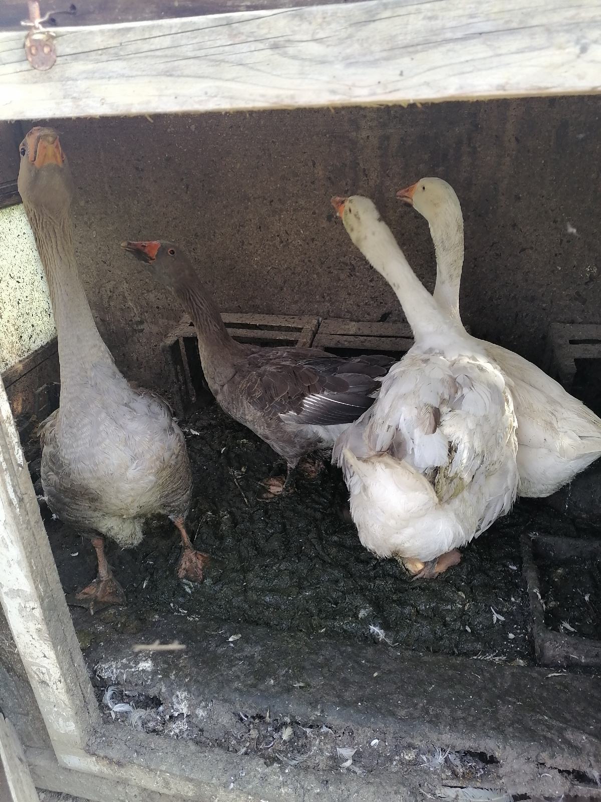 Guske Savske, Dravske i labudaste, SAMO U PARU PRODAJEM