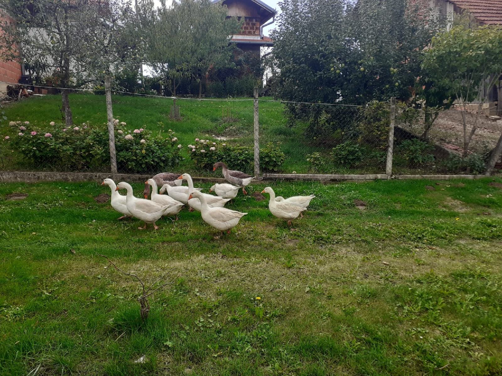 Prodajem guske bijele i sive