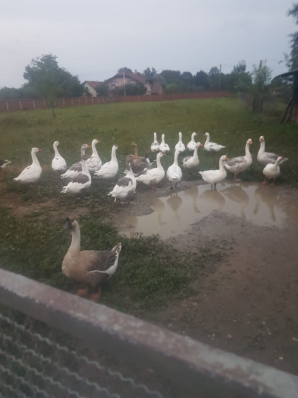 Guske stare 4 mjeseca