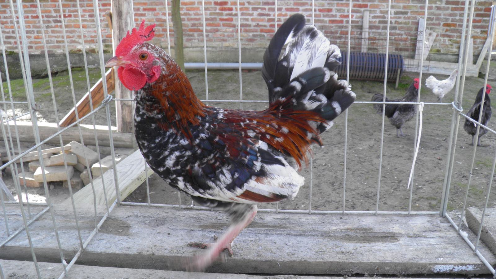 HPK Hrvatska patuljasta kokoš