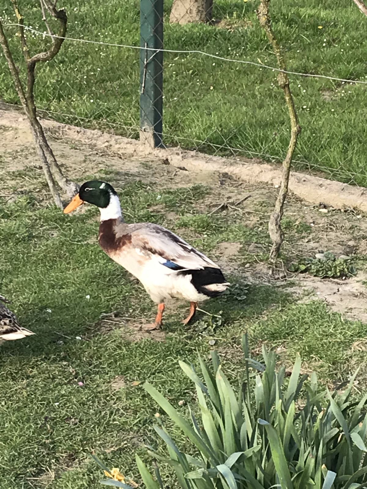 Indijske patke trkačice