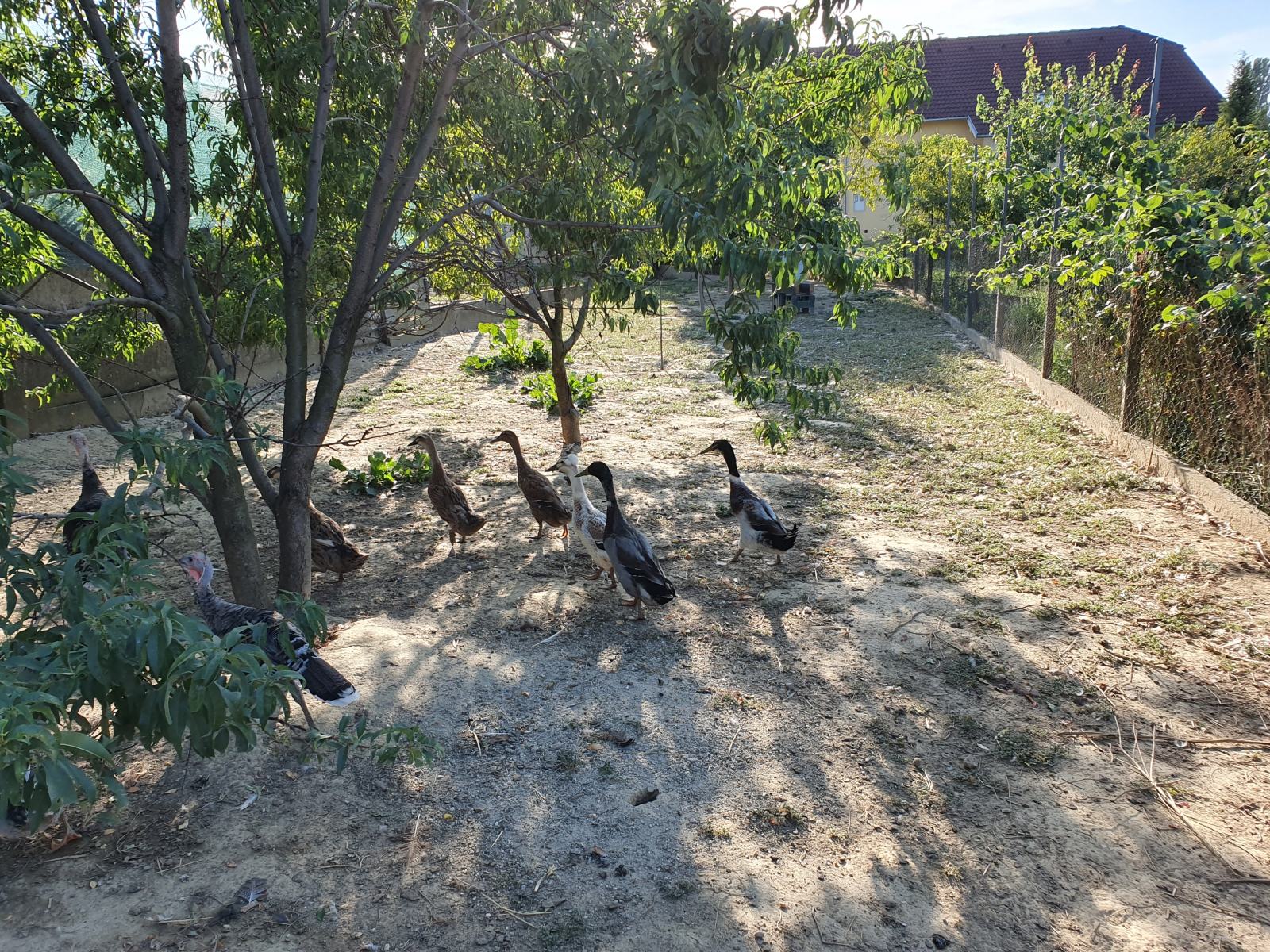 INDIJSKE PATKE TRKAČICE