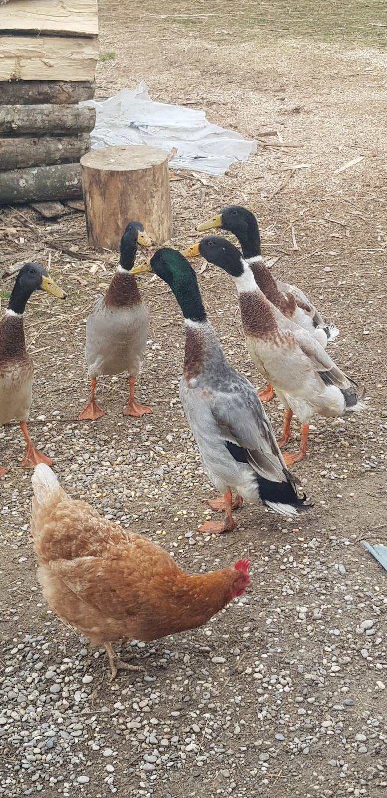 Indijske patke trkacice