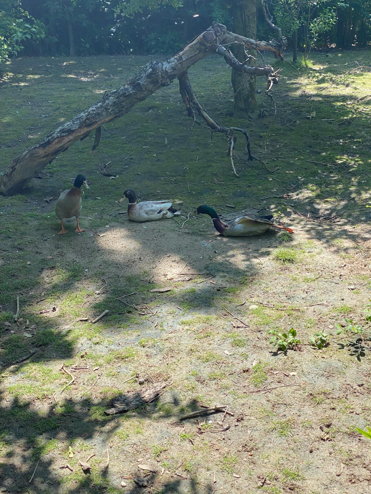 Indijske patke trkačice