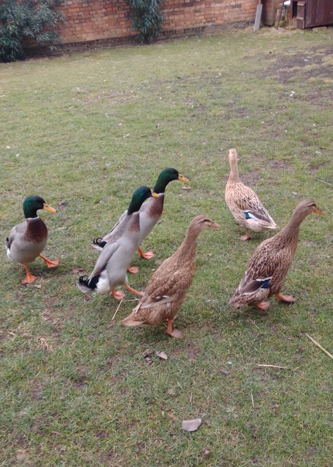 Jaja za nasad Indijskih patki trkačica