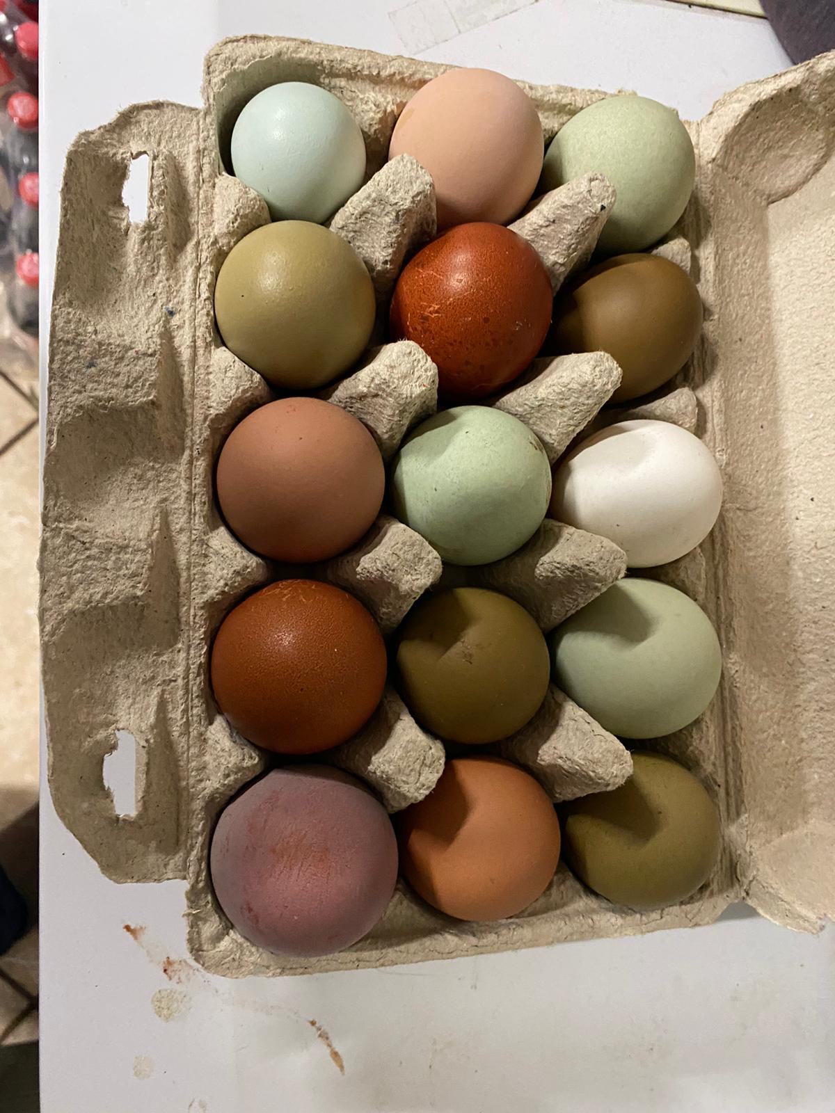 Jaja za nasad mix Marans olive eger aracuana