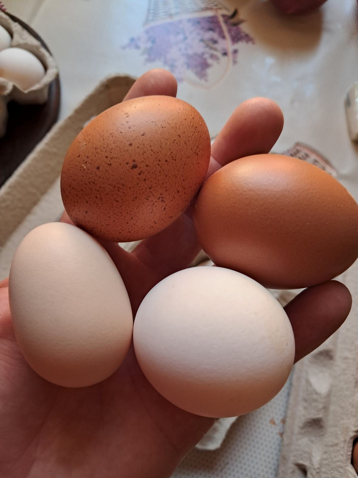 Jaja od vise vrsta koka