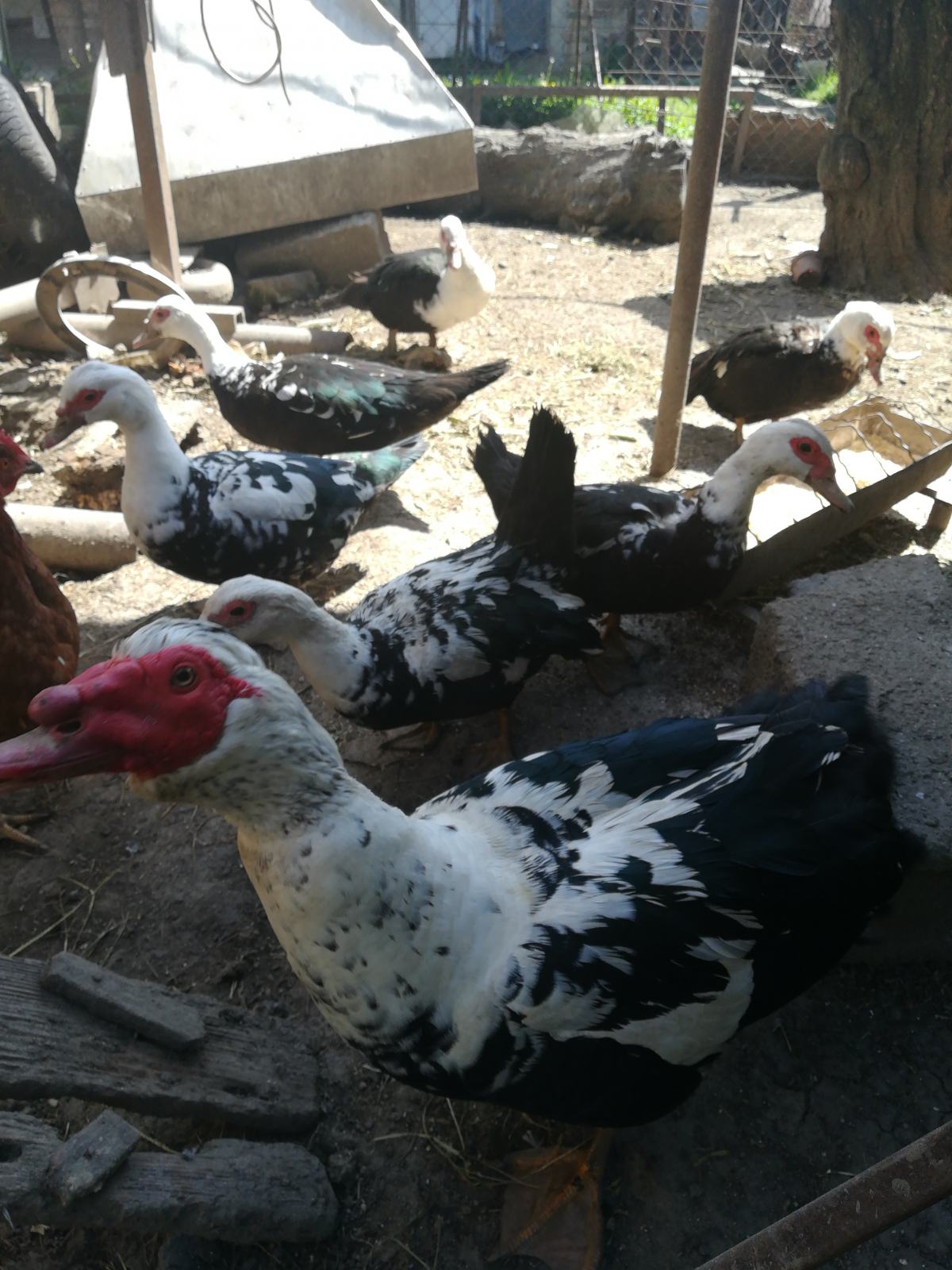 Japanske patke, 7 komada