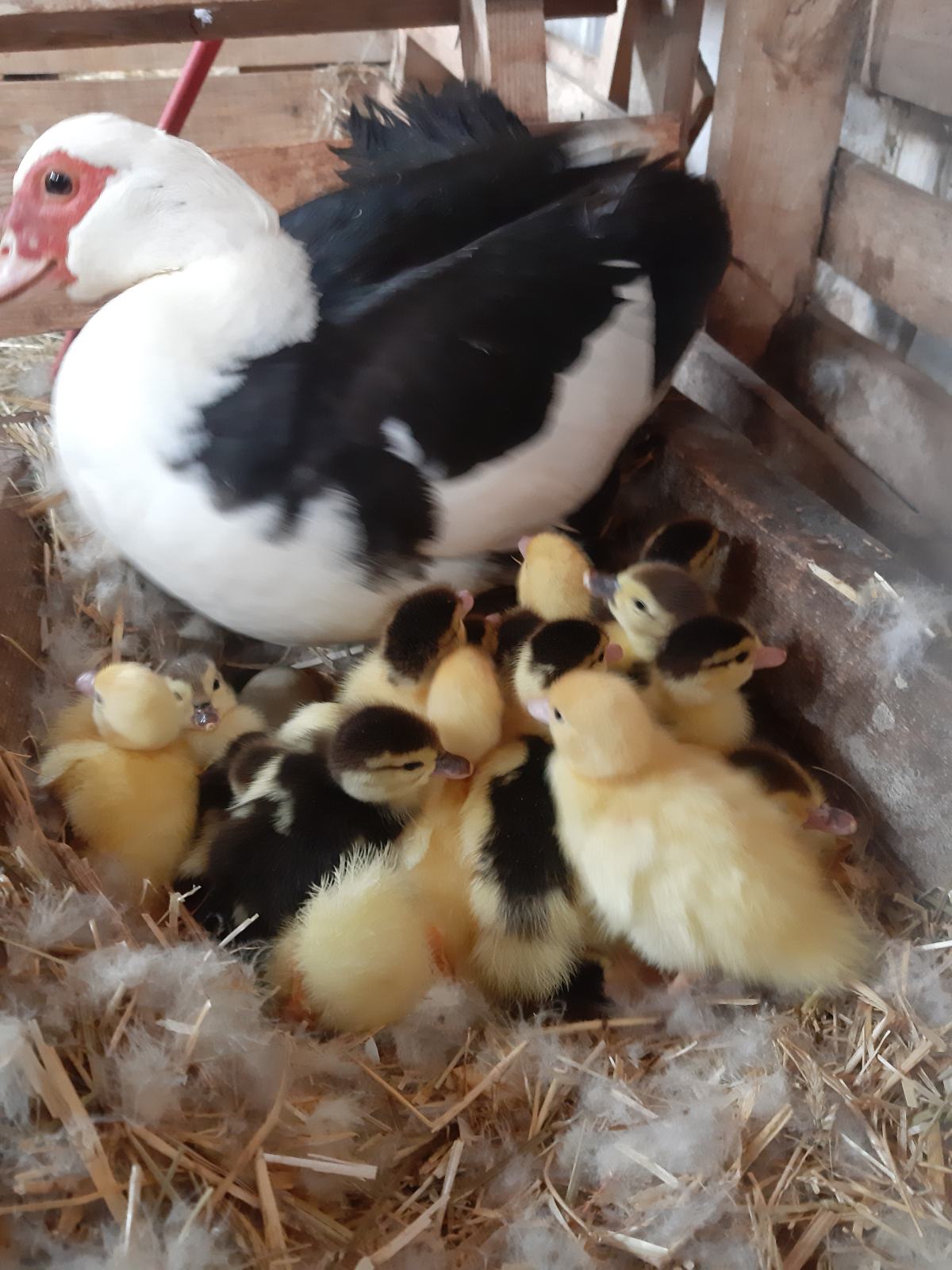 Japanske patke mužjaci