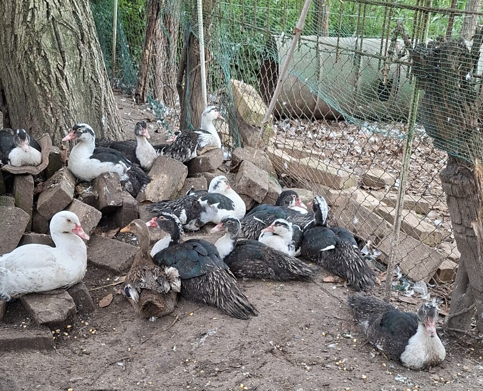 Japanske i domaće patke