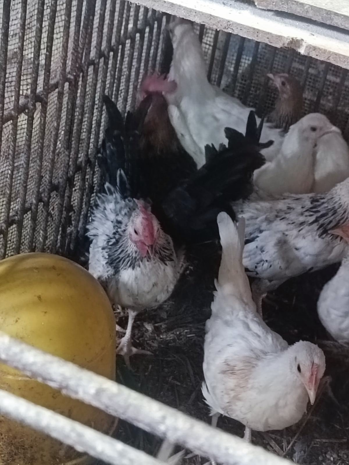 katice i dureki, pijevci i mini koze