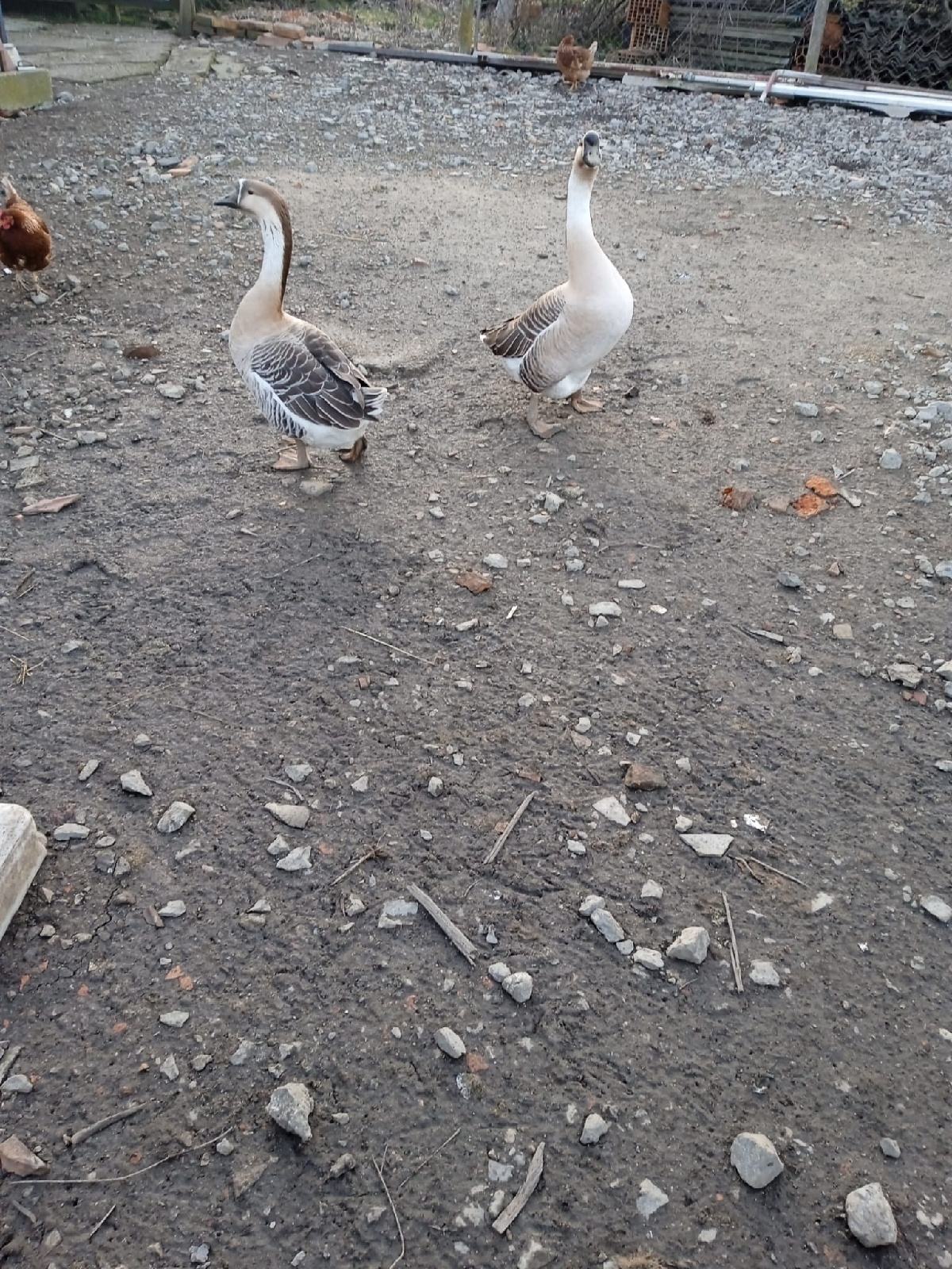 Kineske labudaste guske