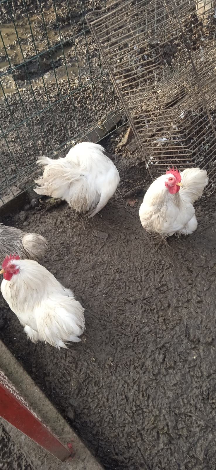 kokinkina patuljasta bijela